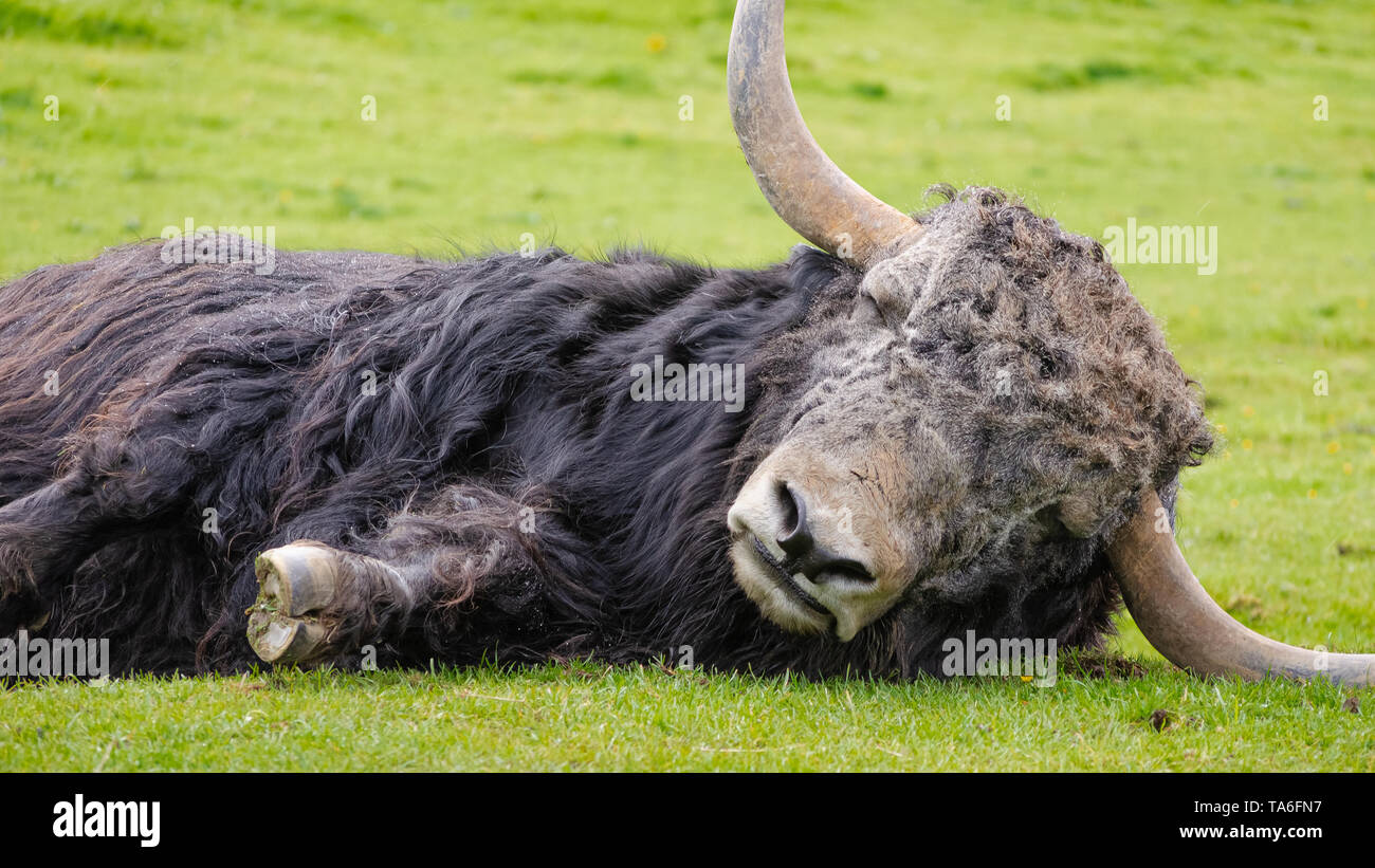 Domestic yak bos grunniens domestic hi-res stock photography and images ...