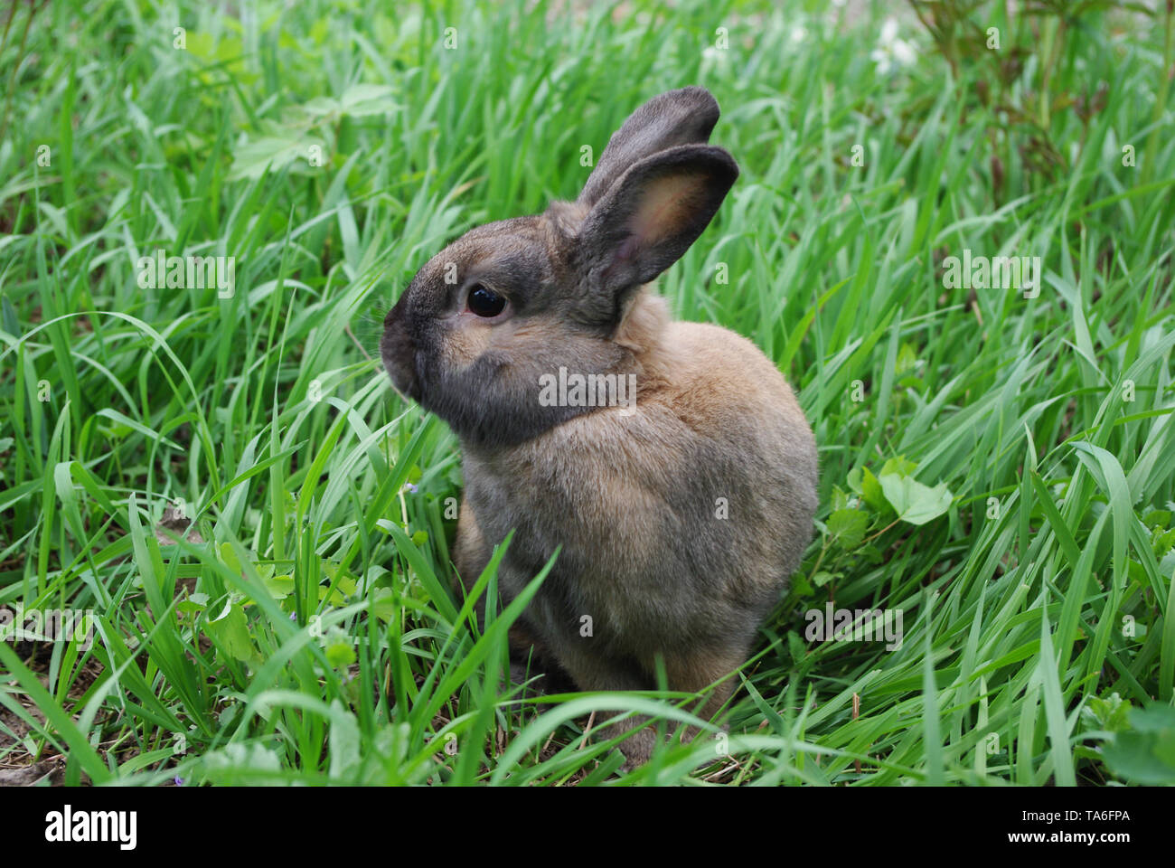 Rabbit muzzle hi-res stock photography and images - Alamy