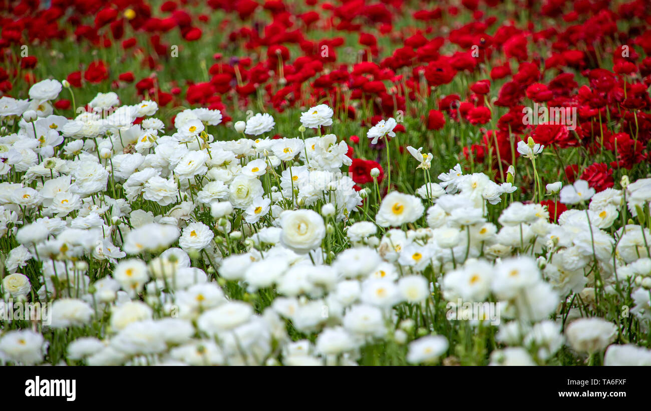 White buttercup ranunculus hi-res stock photography and images - Alamy