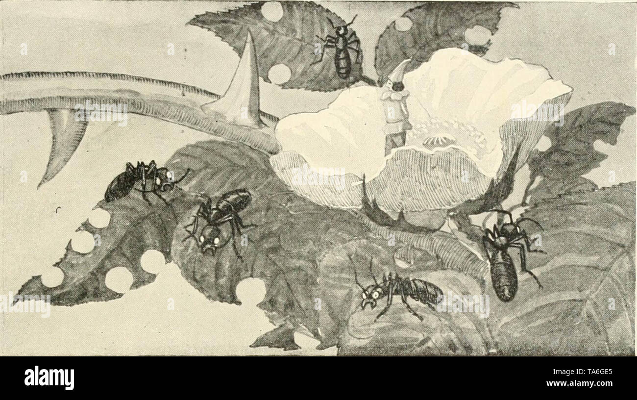 "Little Tom" (1922 Stock Photo - Alamy