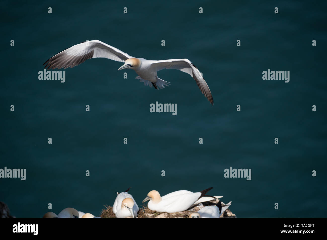 Gannets at RSPB Bempton Cliffs Stock Photo - Alamy