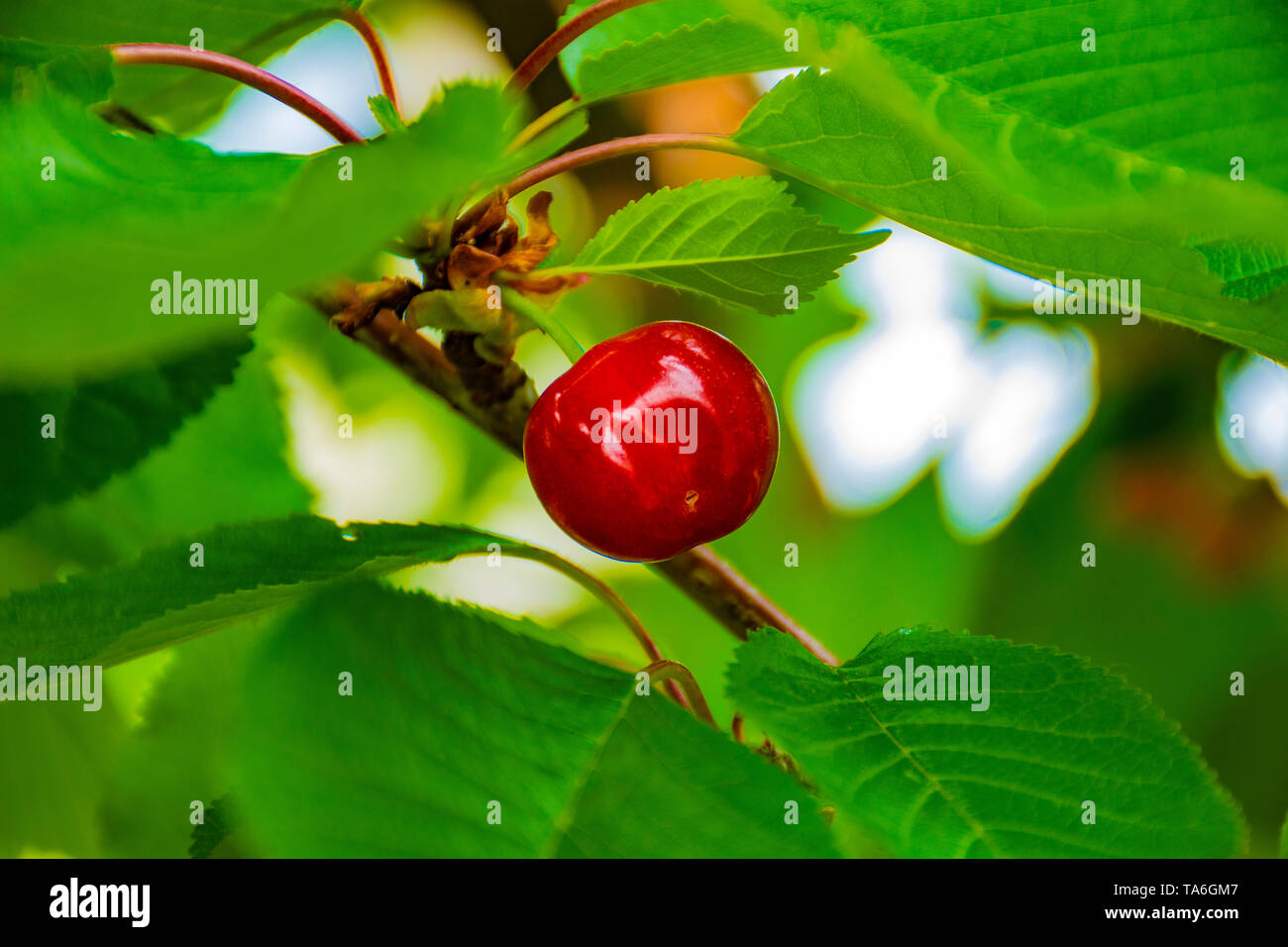 Red small cherry, very tasteful Stock Photo - Alamy