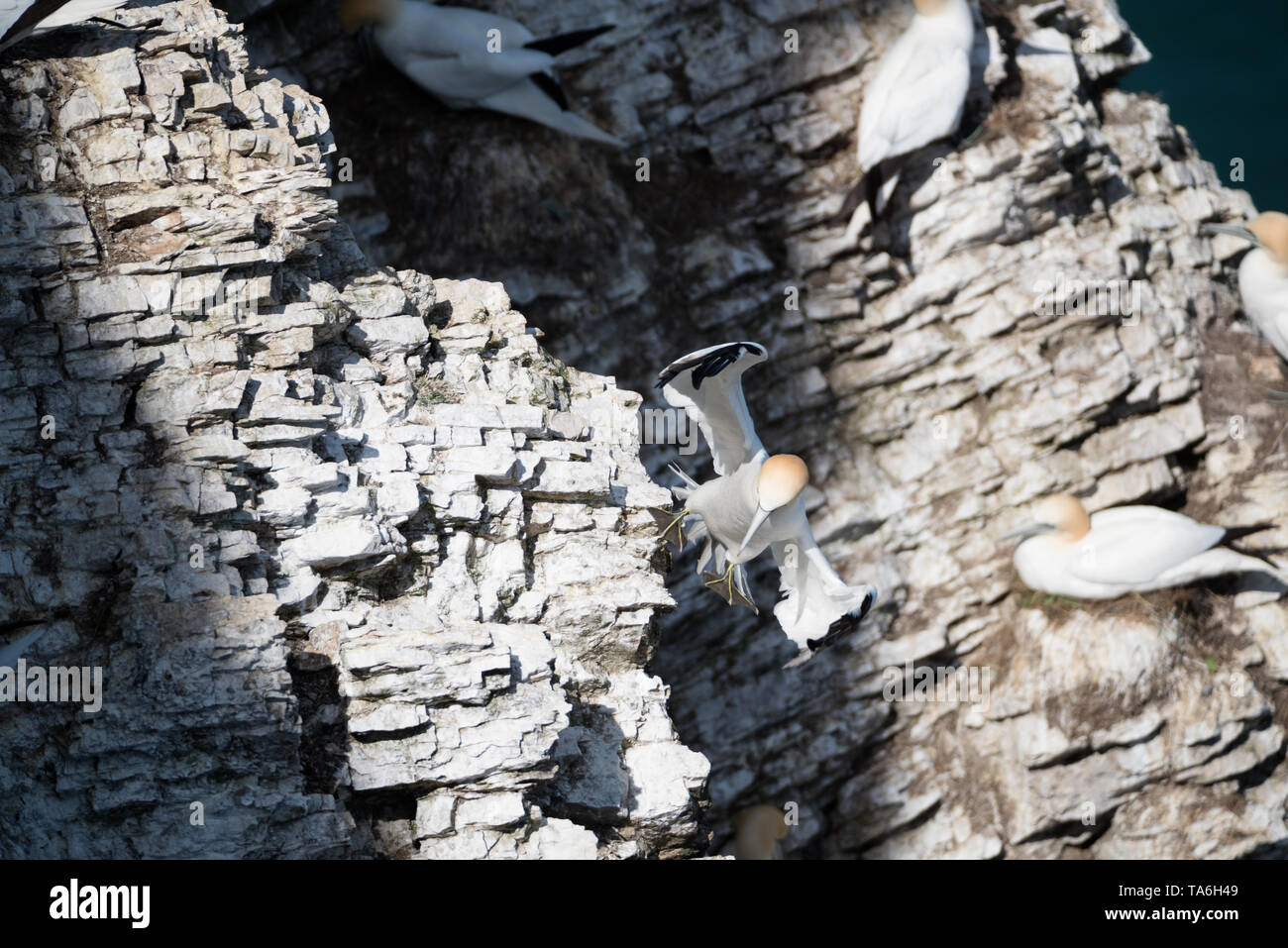 Gannets at RSPB Bempton Cliffs Stock Photo - Alamy
