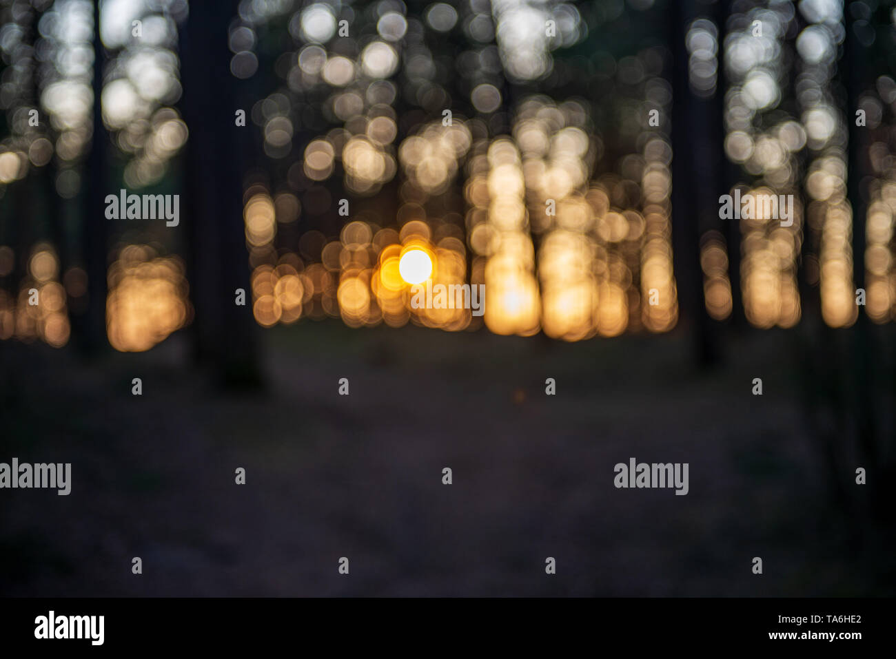sunset behind trees with lens blur effect. dark tones background Stock ...