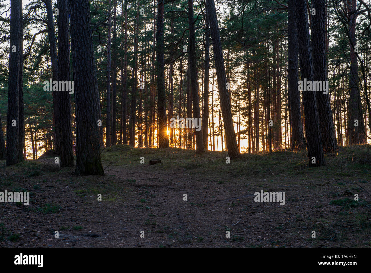 sunset behind trees with lens blur effect. dark tones background Stock ...