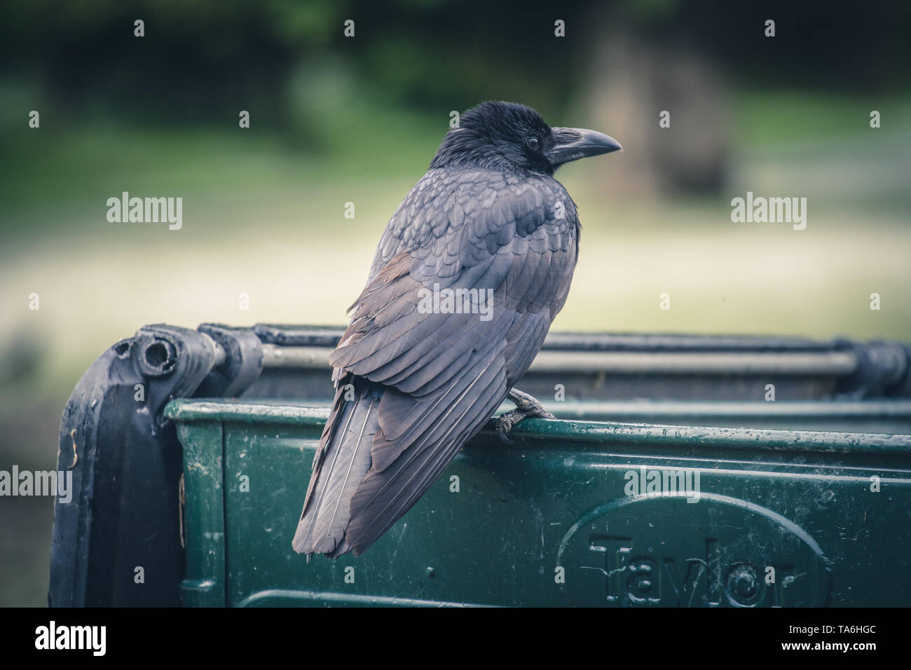 Crow sitting on bin in Hyde park Stock Photo - Alamy