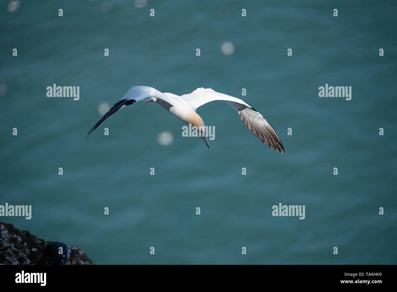 Gannets at RSPB Bempton Cliffs Stock Photo - Alamy