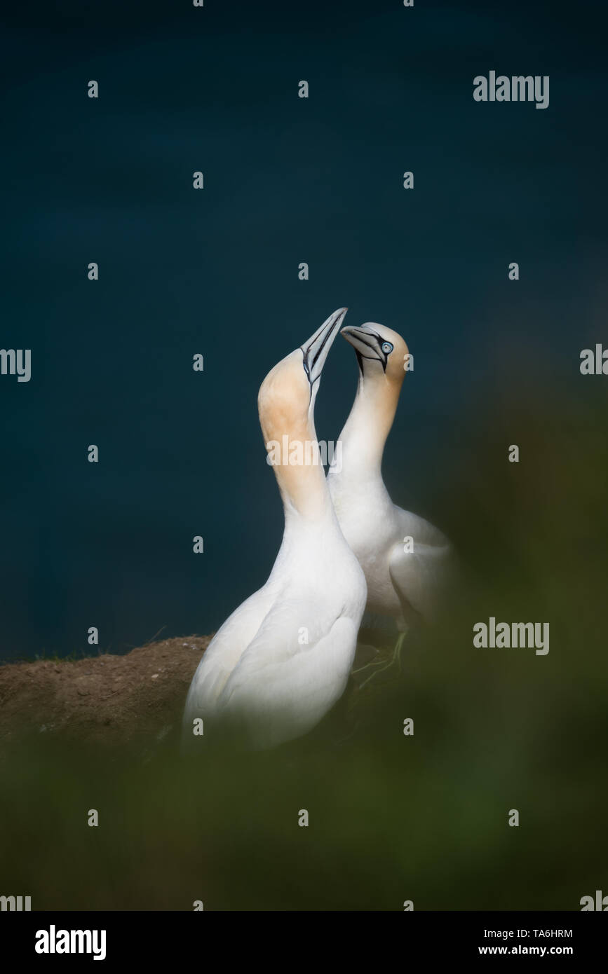 Gannets at RSPB Bempton Cliffs Stock Photo - Alamy