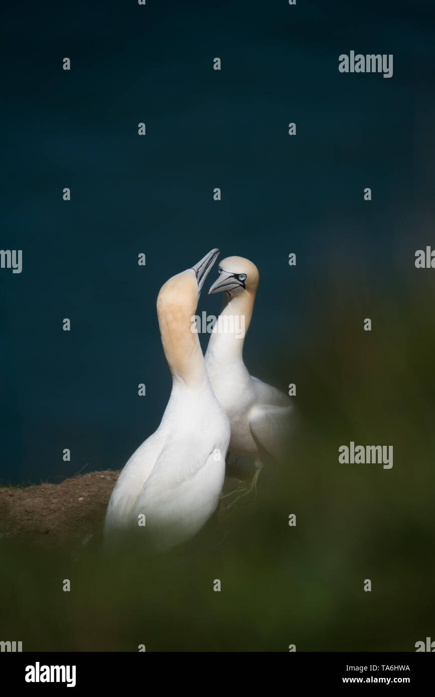 Gannets at RSPB Bempton Cliffs Stock Photo - Alamy