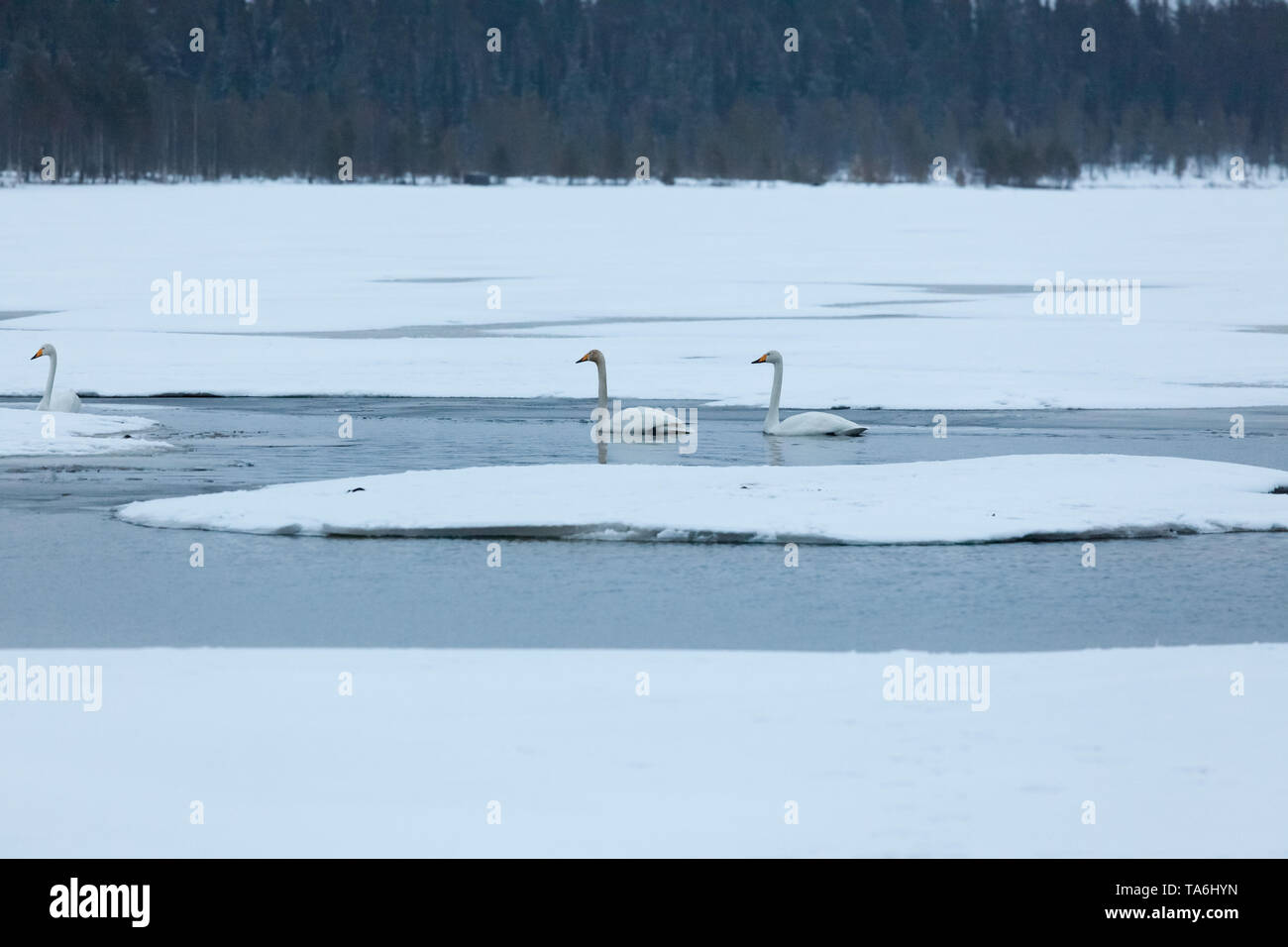 Swans on partially frozen lake Stock Photo - Alamy