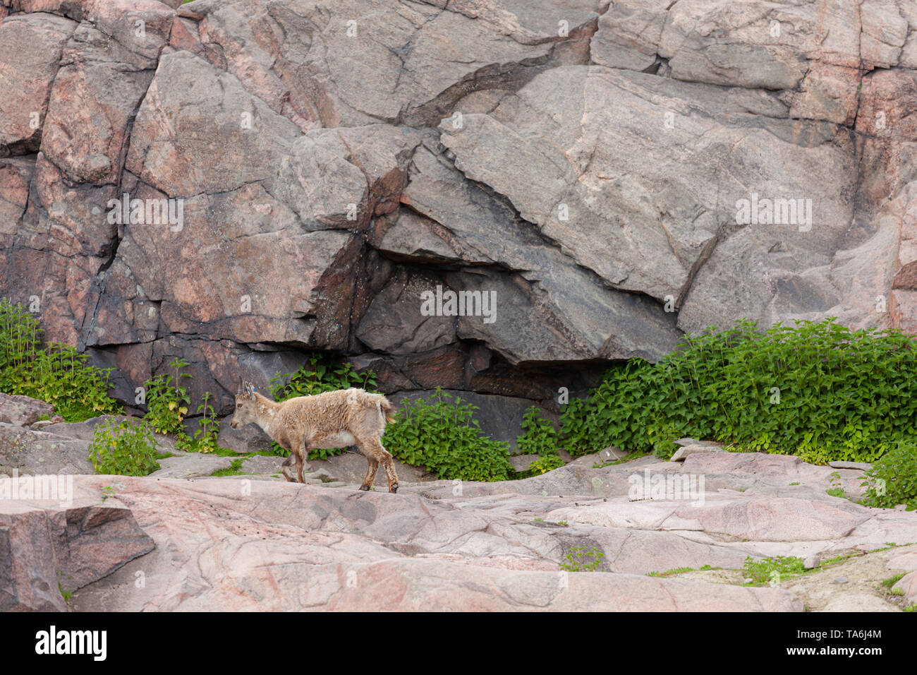 Ibex in zoo hi-res stock photography and images - Alamy