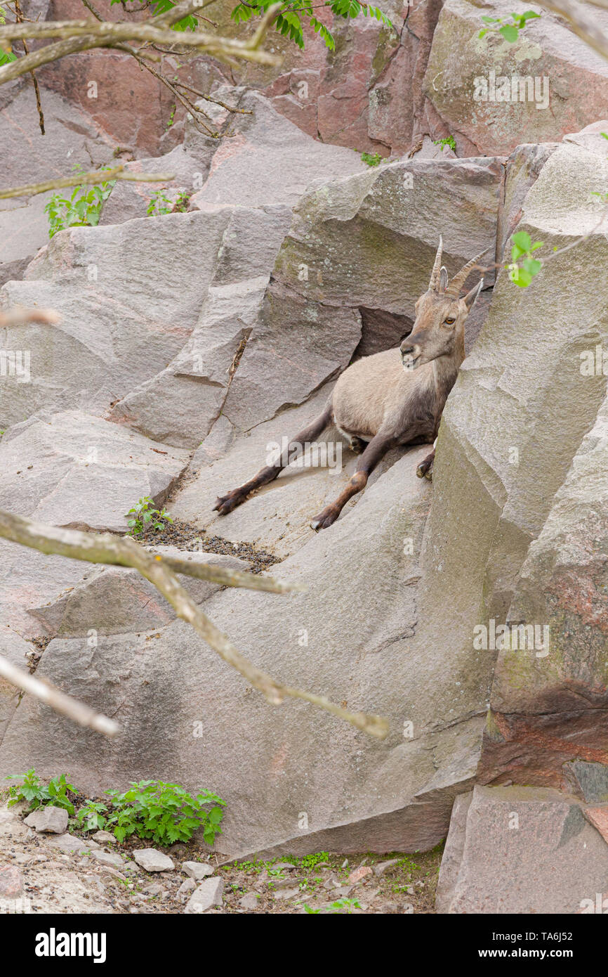 Ibex in zoo hi-res stock photography and images - Alamy
