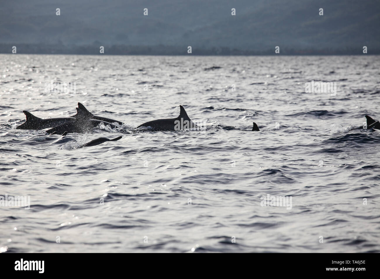 Wild dolphins hi-res stock photography and images - Alamy