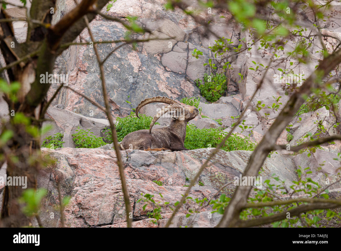 Ibex in zoo hi-res stock photography and images - Alamy