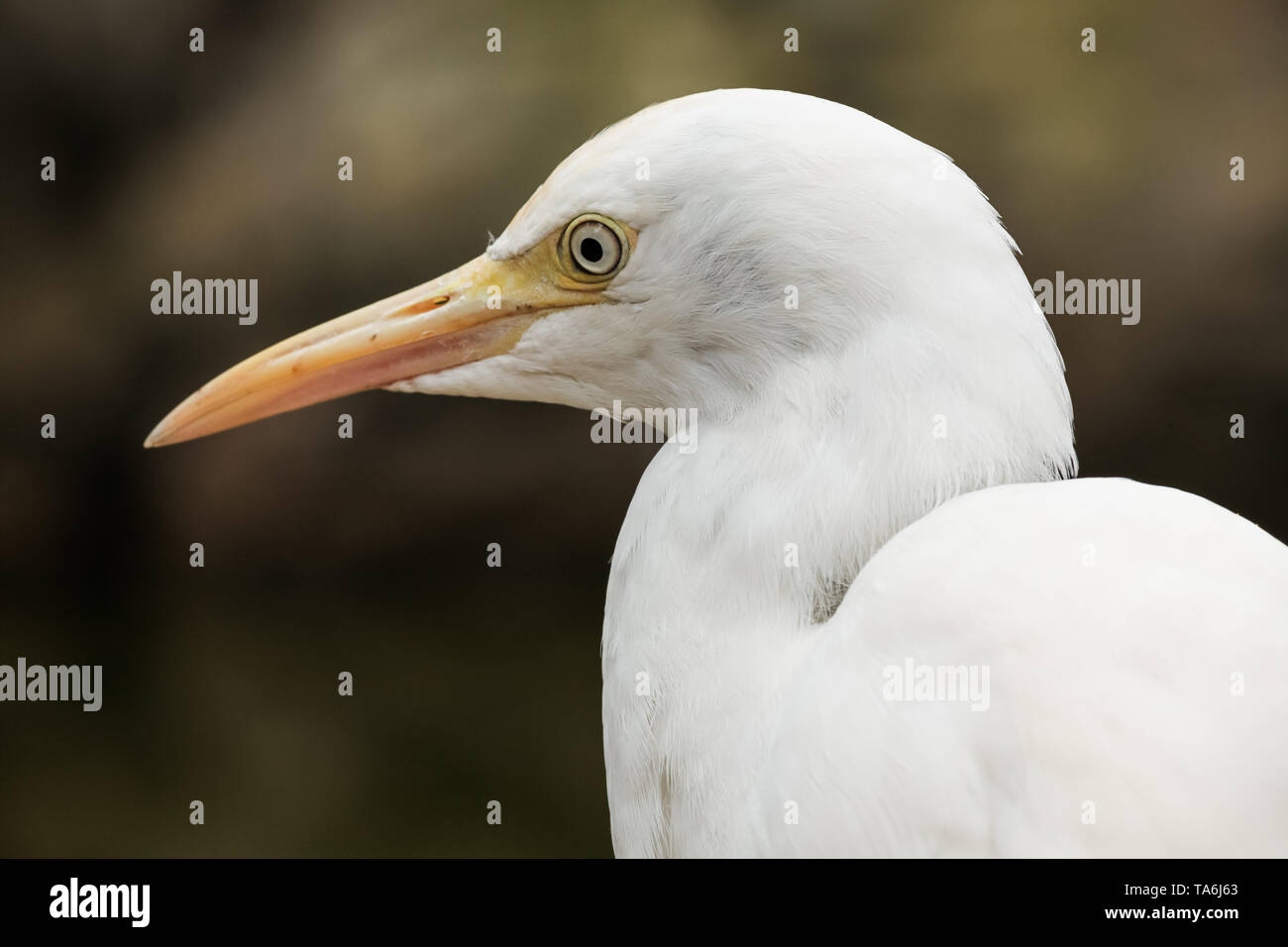 Cattle egret portrait Stock Photo - Alamy