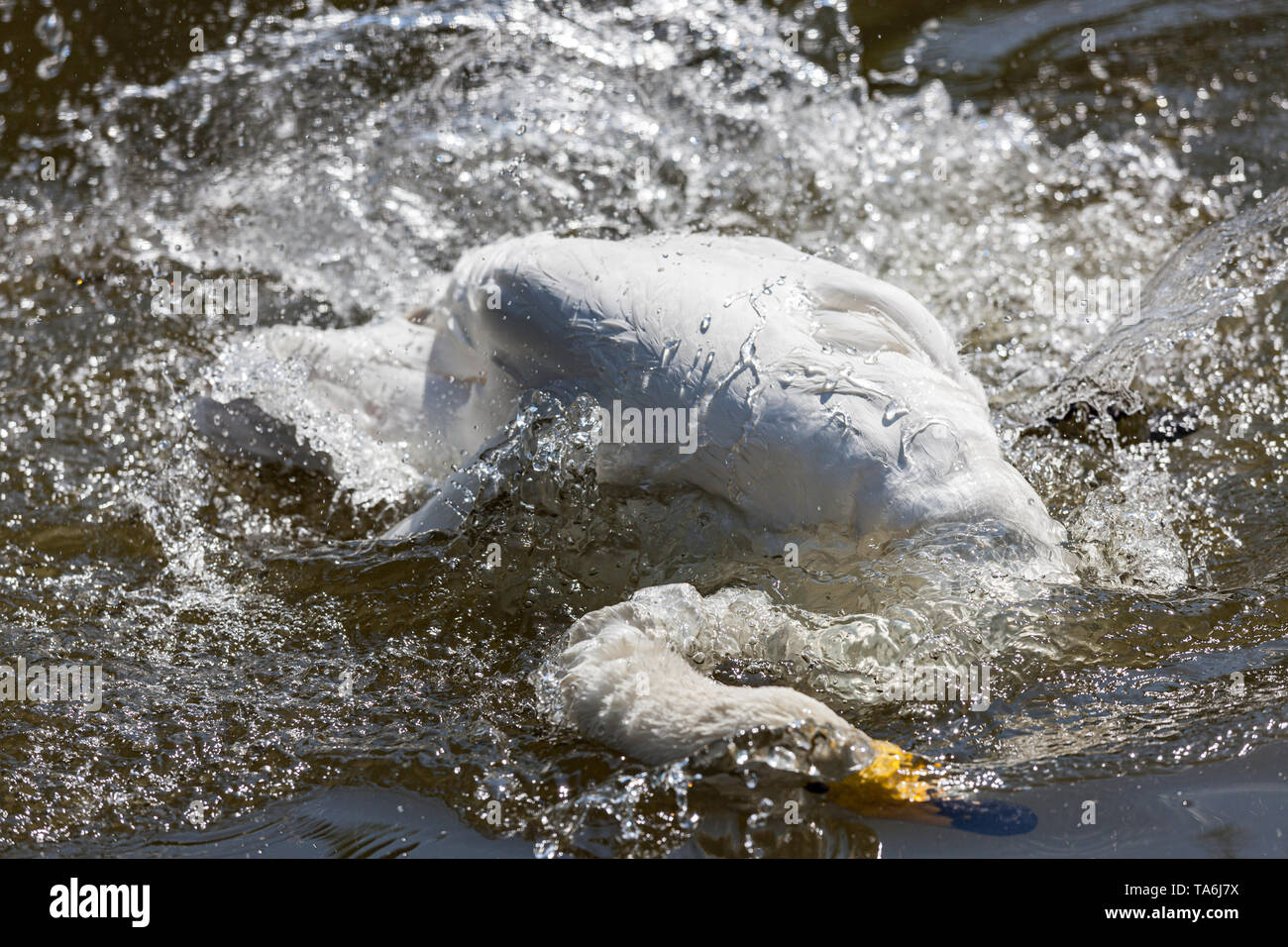 Swan washing in the lake Stock Photo - Alamy