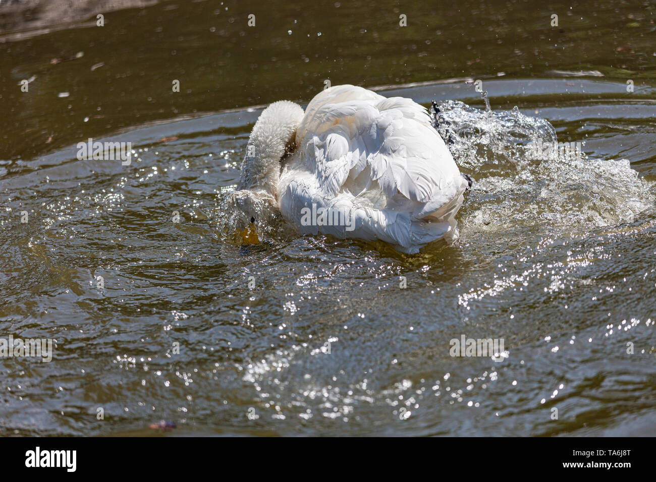 Swan washing in the lake Stock Photo - Alamy