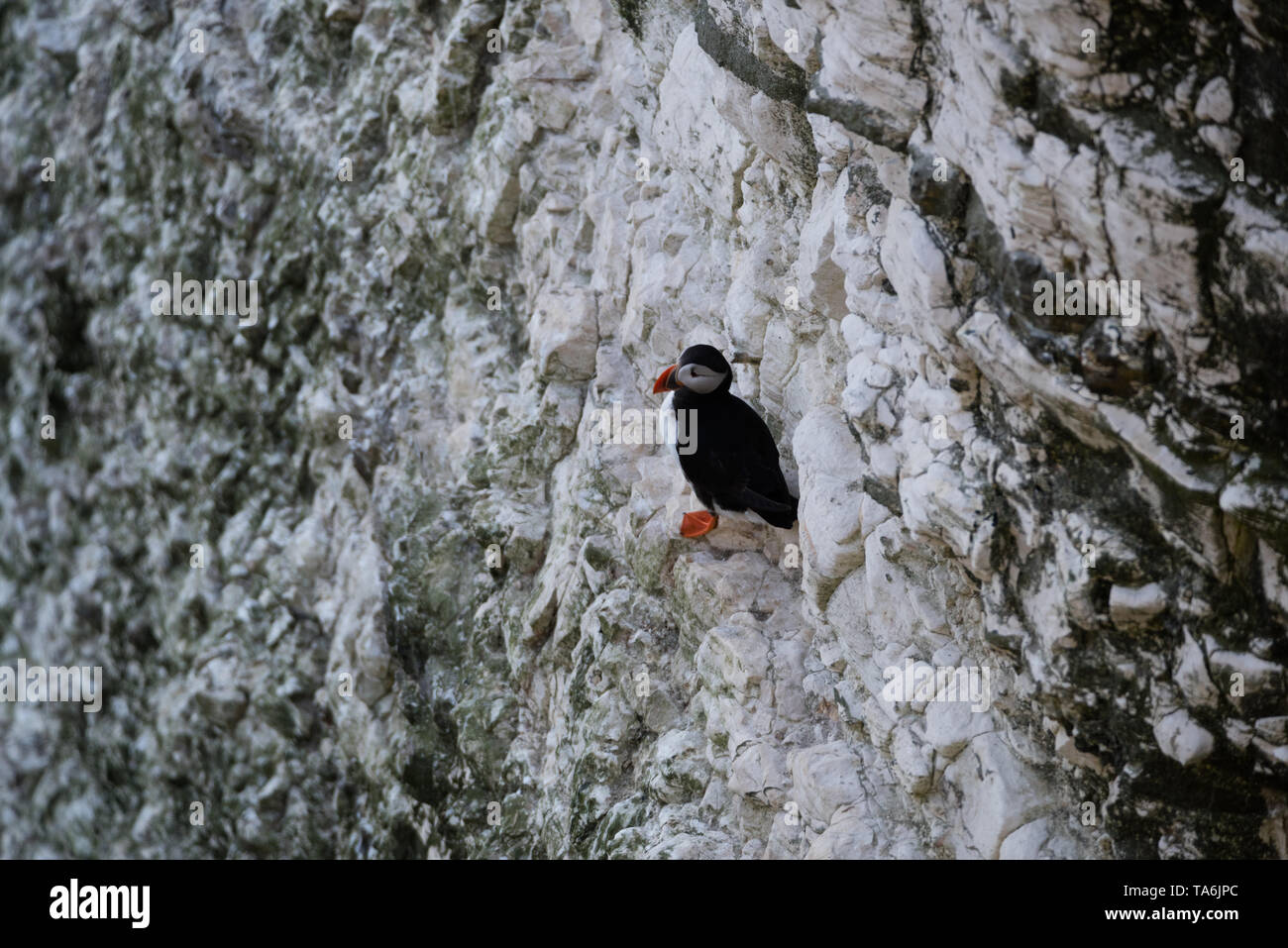 Puffins at rspb bempton cliffs hi-res stock photography and images - Alamy