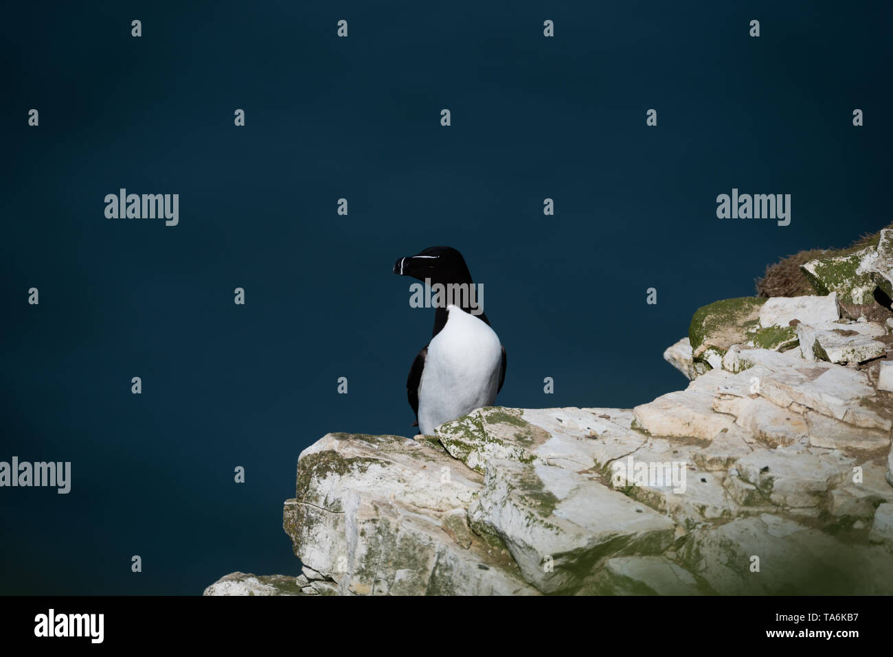 Razorbill at RSPB Bempton Cliffs Stock Photo - Alamy