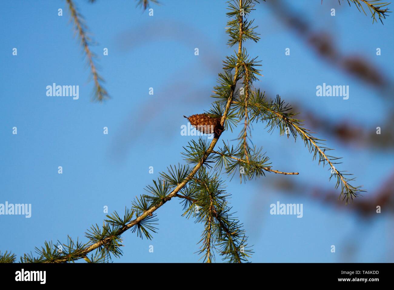 Larix decidua twig hi-res stock photography and images - Alamy