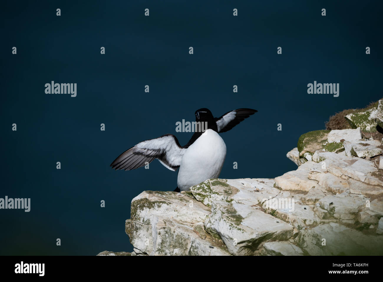Razorbill at RSPB Bempton Cliffs Stock Photo - Alamy