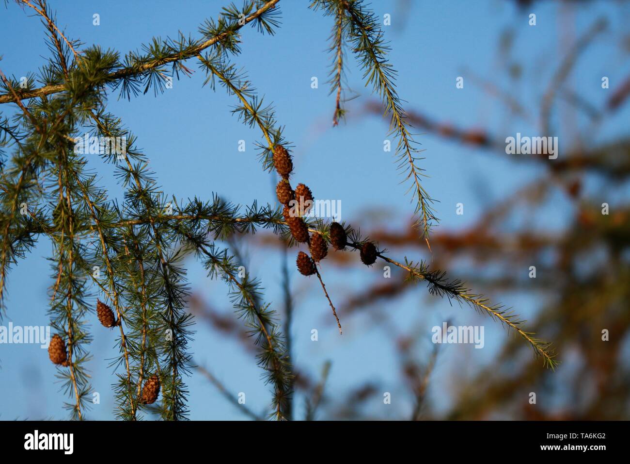 Larix decidua twig hi-res stock photography and images - Alamy