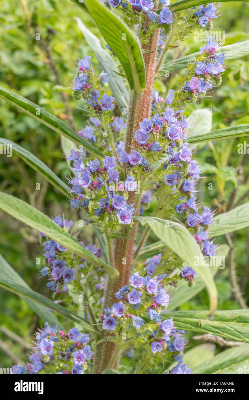 Blue flowering Echium plant - commonly found in gardens (here on a ...
