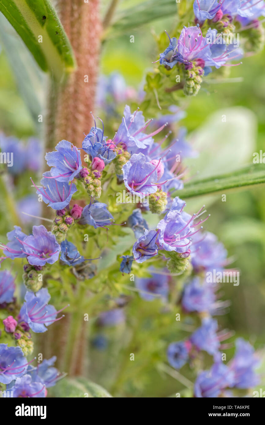 Blue flowering Echium plant - commonly found in gardens (here on a ...