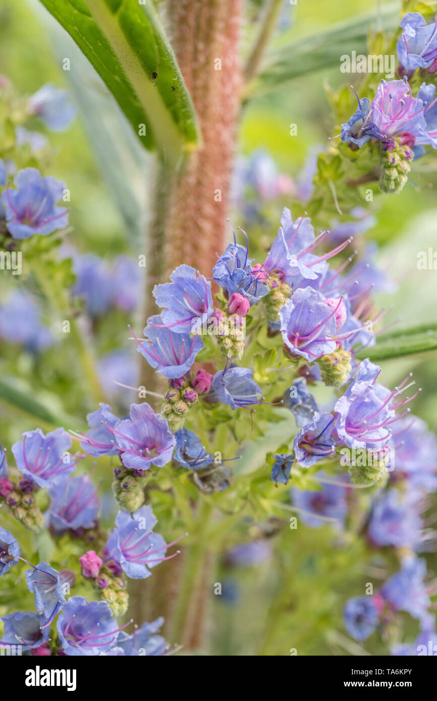 Echium pininana plant in garden hi-res stock photography and images - Alamy