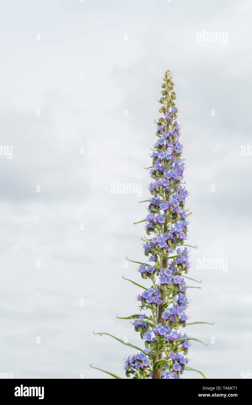 E candicans hi-res stock photography and images - Alamy