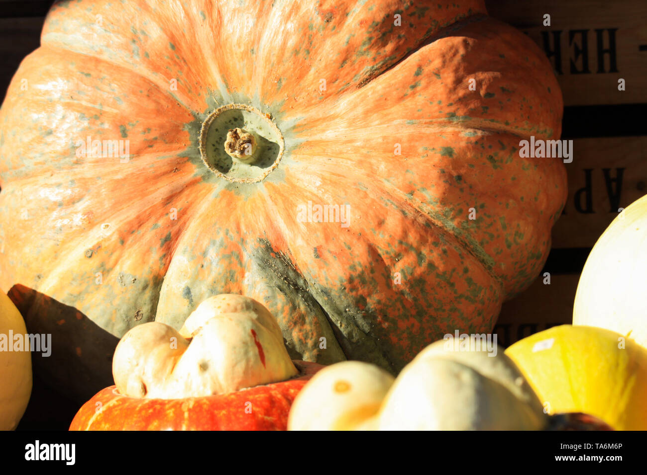 Choice of yellow and red pumpkins in different sizes and shapes ...
