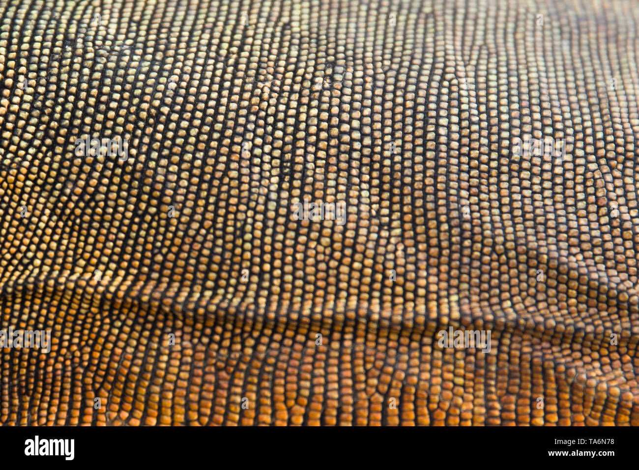 Closeup of the colorful natural skin of iguana background texture Stock ...