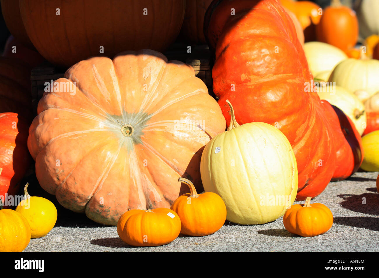 Choice of yellow and red pumpkins in different sizes and shapes ...