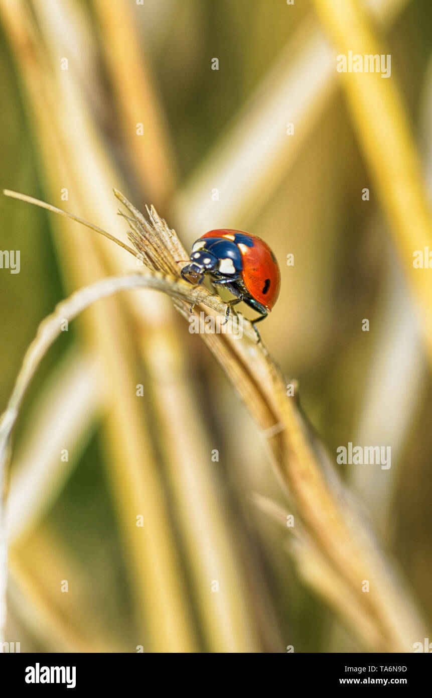 Ladybird during hi-res stock photography and images - Alamy