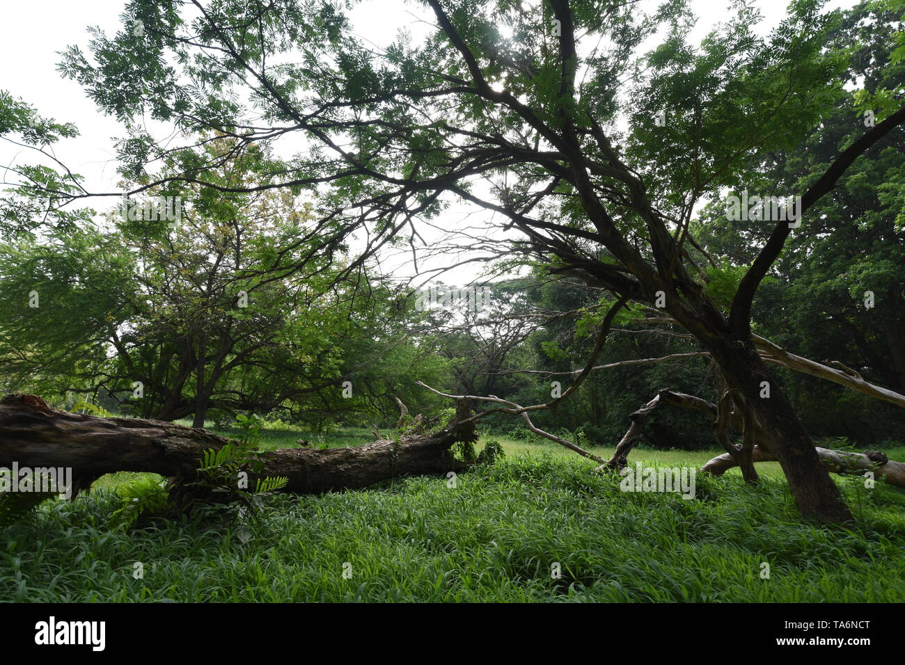 Landscape of the AJC Bose Indian Botanic Garden, Howrah, Kolkata, India ...