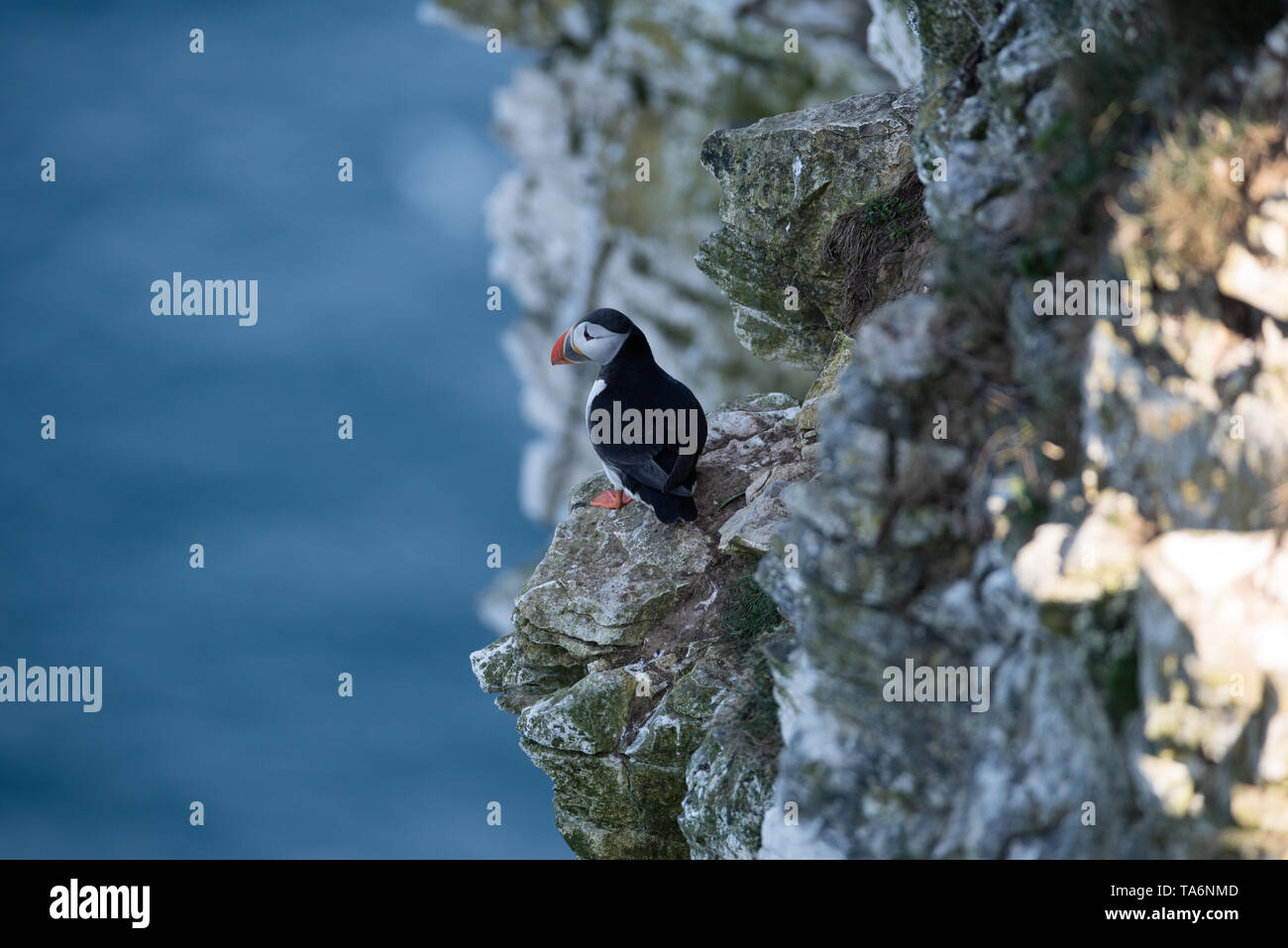Puffins at rspb bempton cliffs hi-res stock photography and images - Alamy
