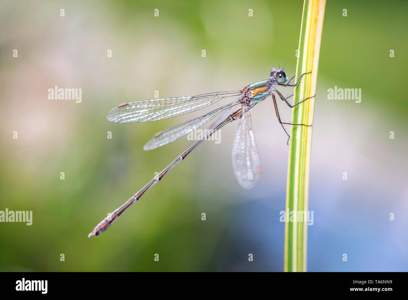 Spread Winged Damselflies High Resolution Stock Photography and Images ...