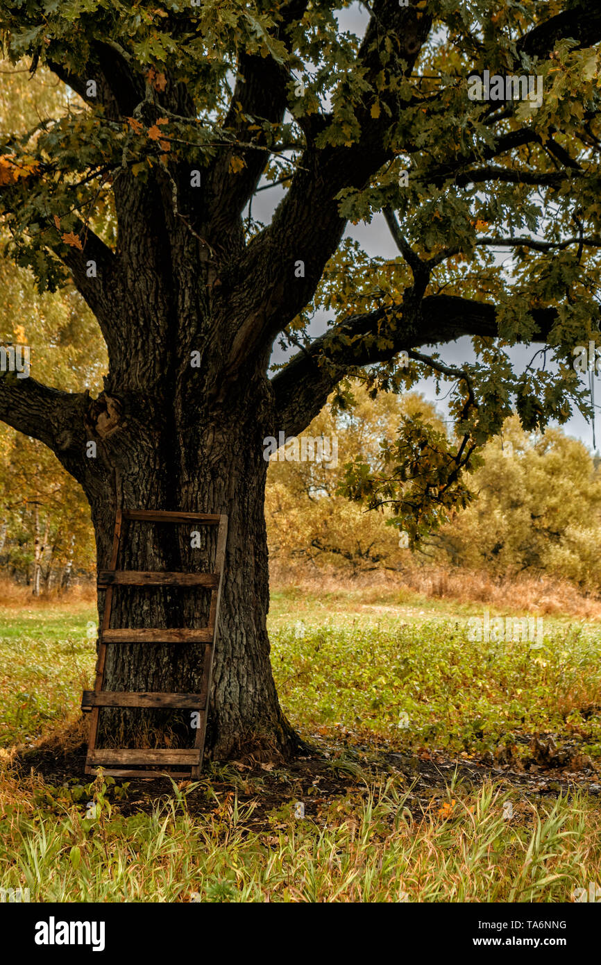 Lonely autumn oak tree with a ladder Stock Photo - Alamy
