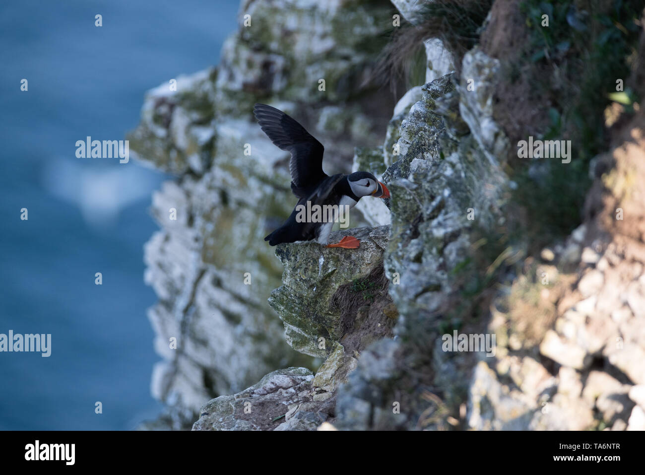 Puffins at RSPB Bempton Cliffs Stock Photo - Alamy