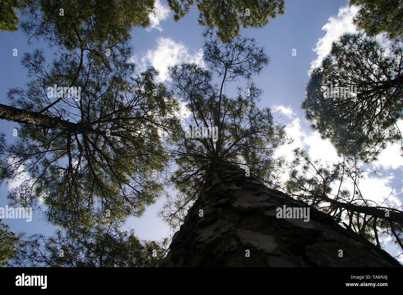 green tree and brown jungle up above the sky looking cool many jungle ...