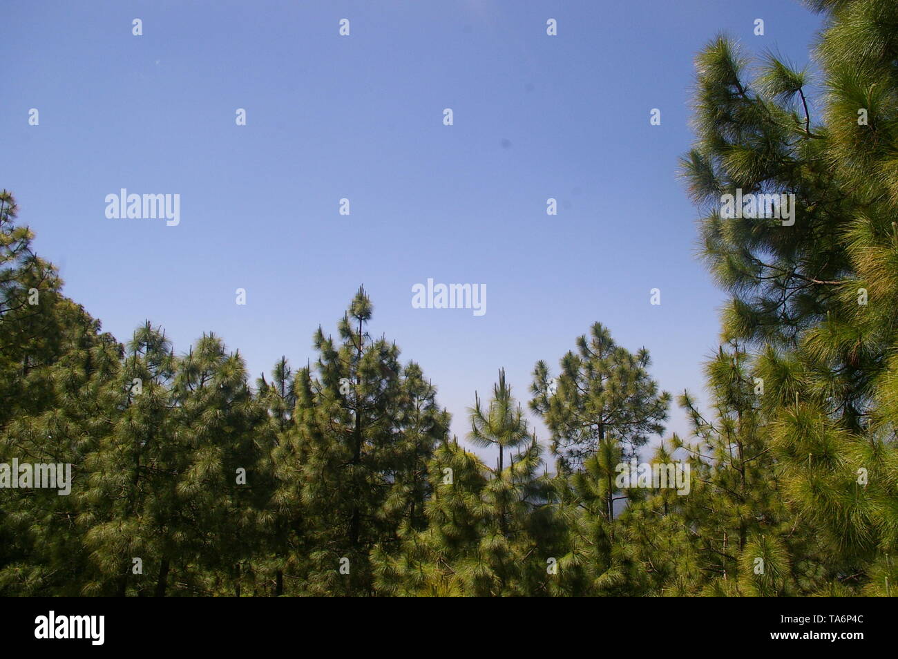 Muree tree hi-res stock photography and images - Alamy