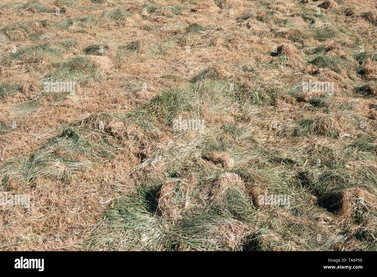Plant of dry grassland hi-res stock photography and images - Alamy