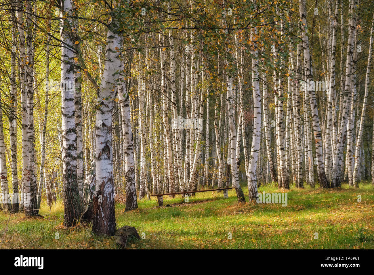 Birch grove in autumn on a sunny day Stock Photo - Alamy