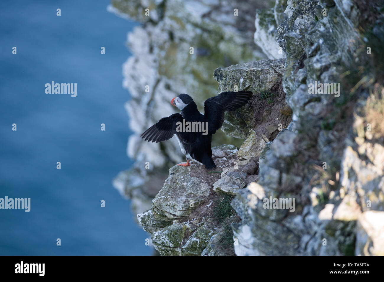 Puffins at RSPB Bempton Cliffs Stock Photo - Alamy