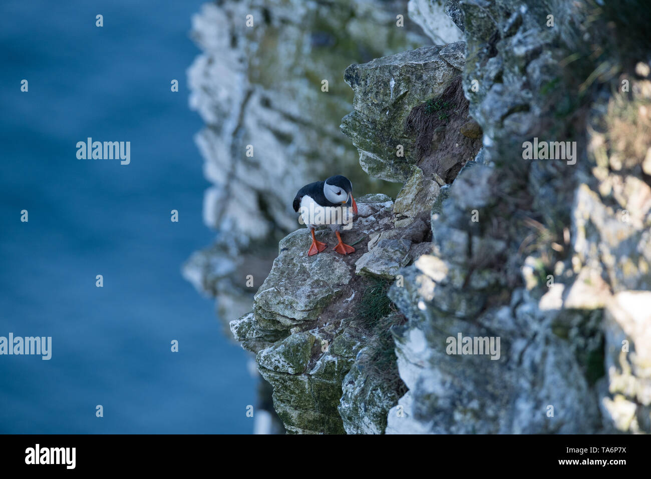 Puffins at rspb bempton cliffs hi-res stock photography and images - Alamy