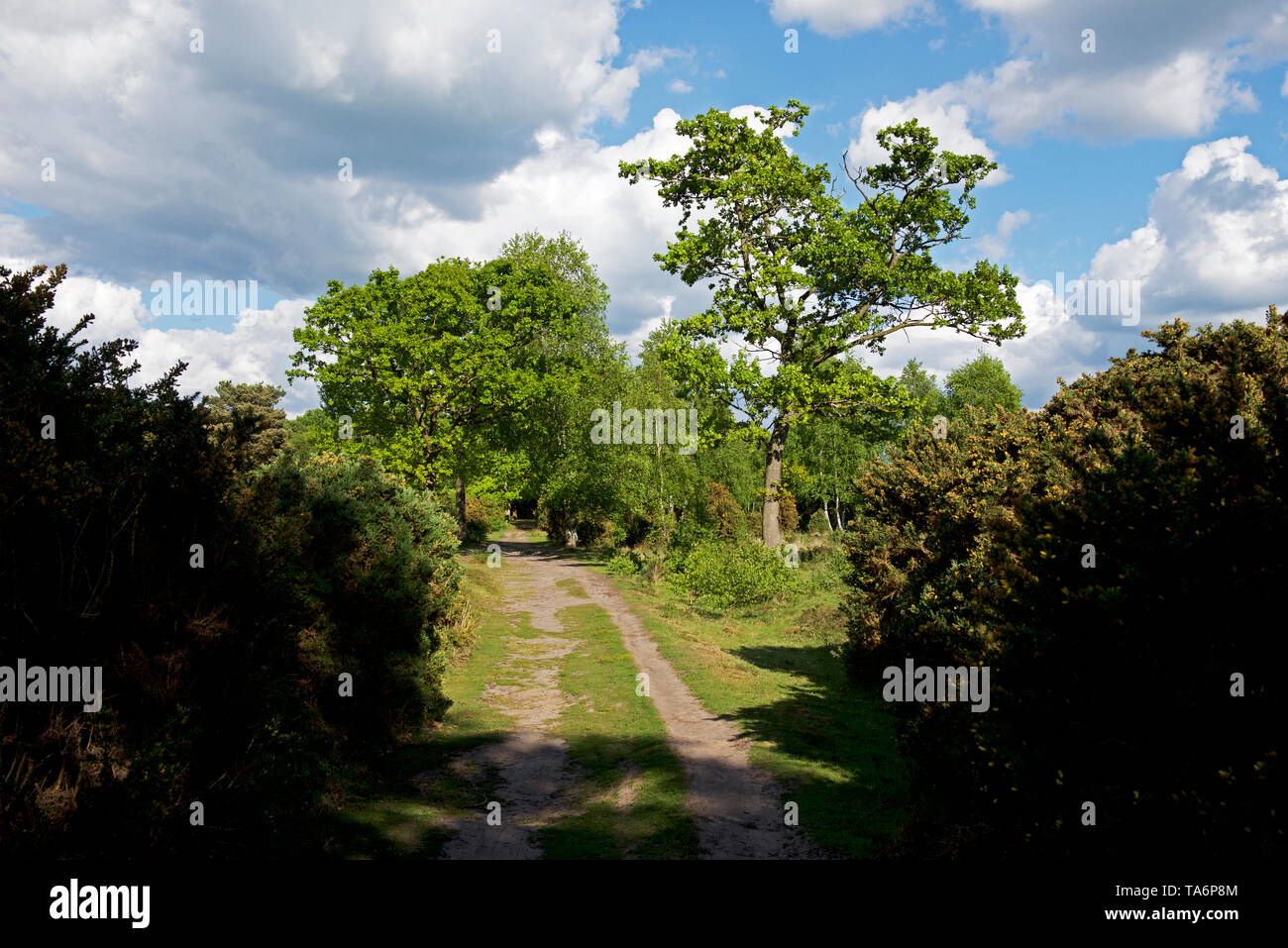 Skipwith Common, North Yorkshire, England UK Stock Photo - Alamy
