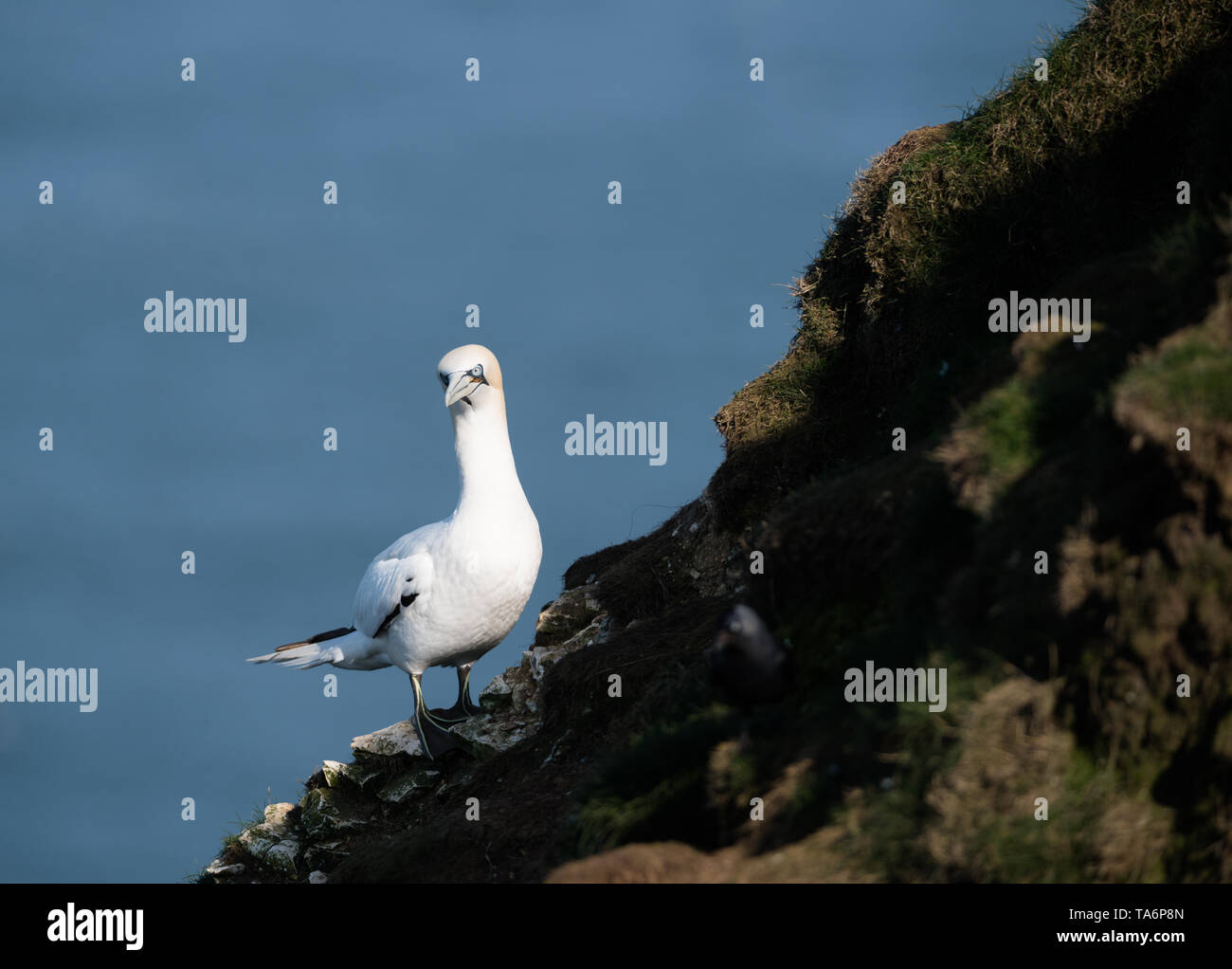 Gannets at RSPB Bempton Cliffs Stock Photo - Alamy