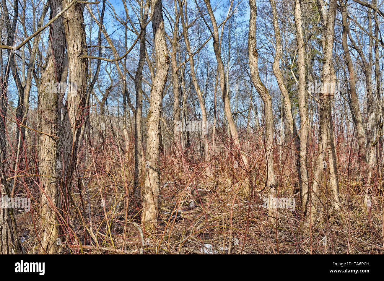 Forest thicket with dense thickets.Trees grow thick.And on earth bushes ...