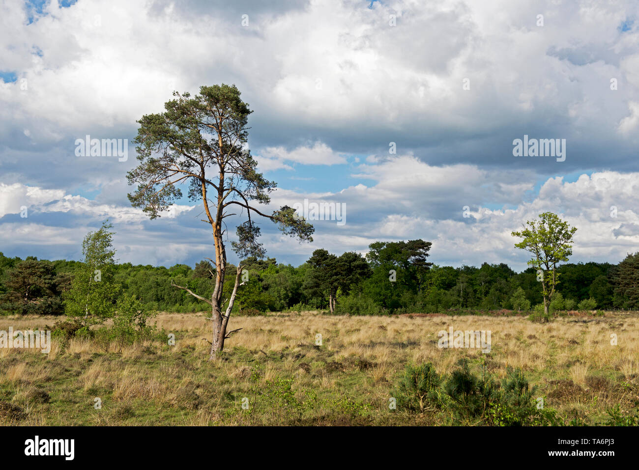 Skipwith Common, North Yorkshire, England UK Stock Photo - Alamy