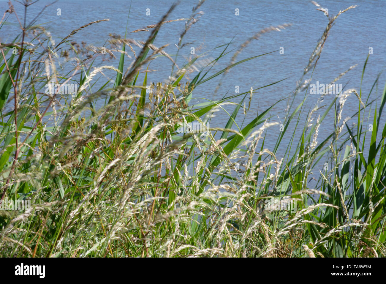 Grasses growing beside freshwater lake Stock Photo - Alamy